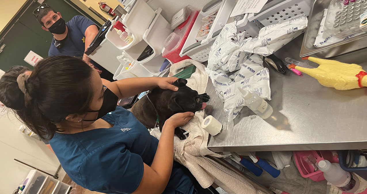 Pug’s Death Illustrates Heat Wave’s Danger | Riverside County ...