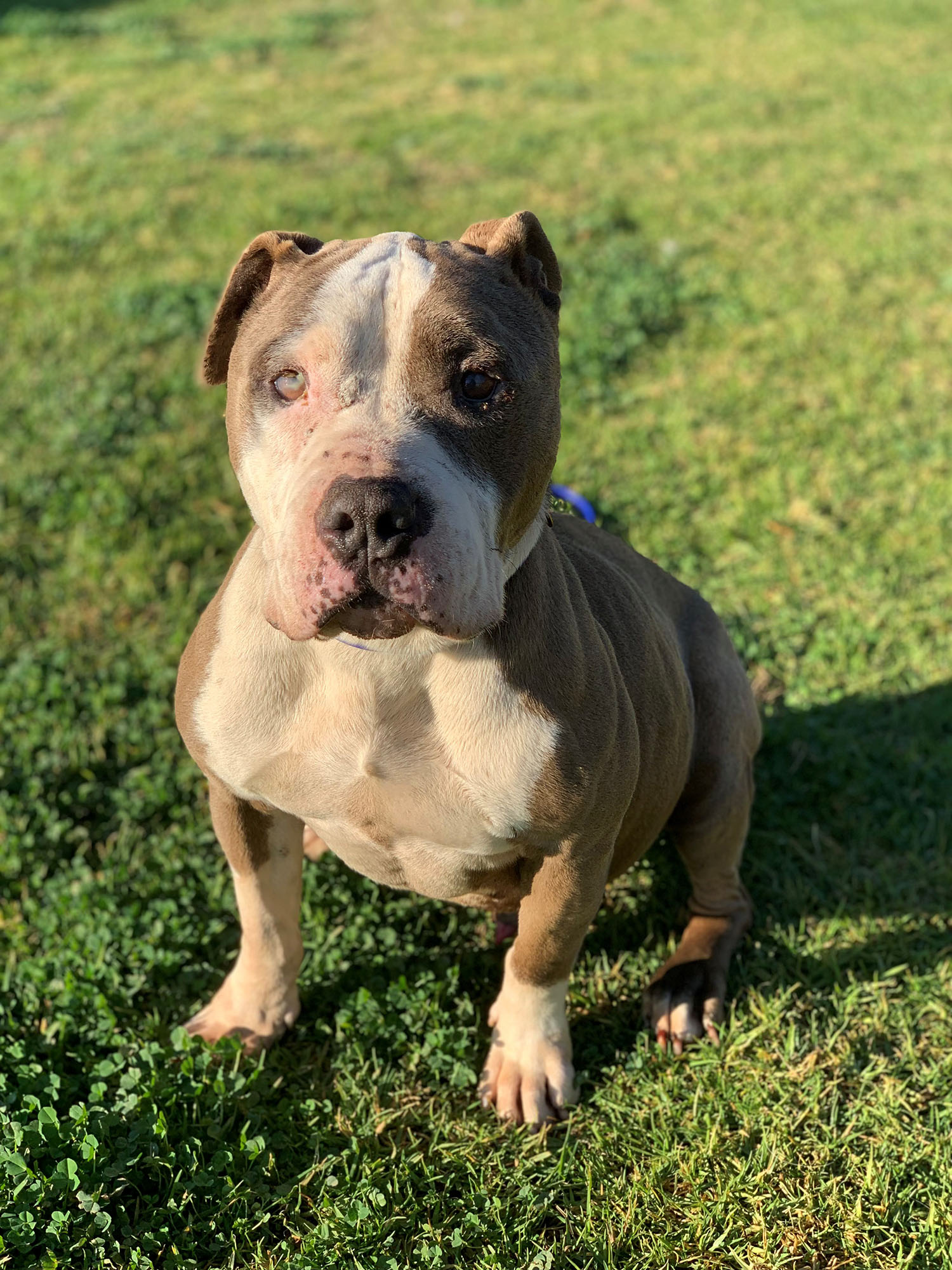 Blue Fawn Tri Pitbull