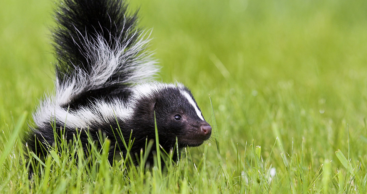 Images Of Skunks