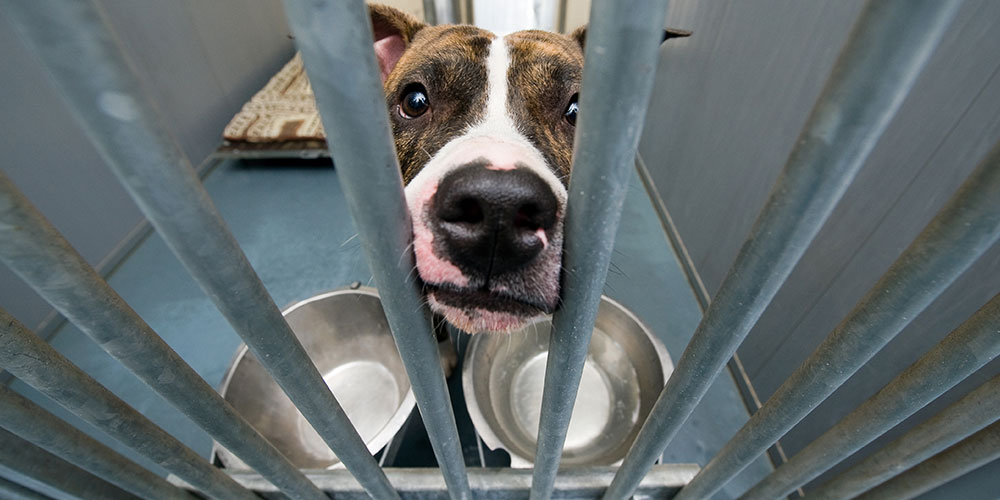 Surrounding Shelters | Riverside County Department of Animal Services