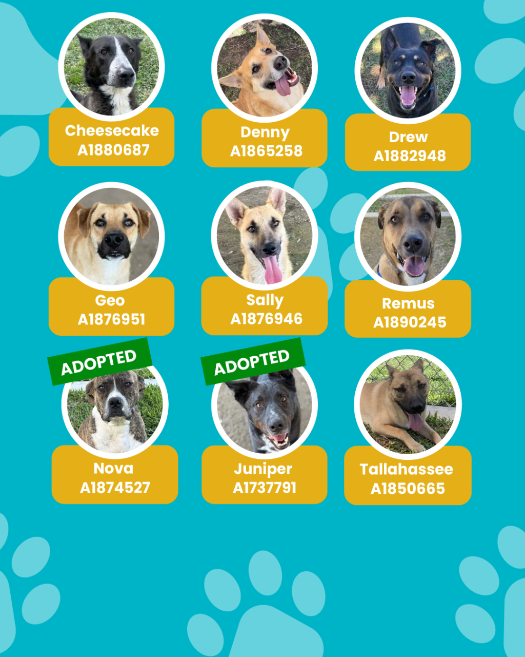 Ironwood Dog Foster Program | Riverside County Department of Animal ...